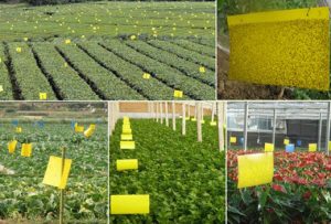 Double Sided Insect Trap Tape